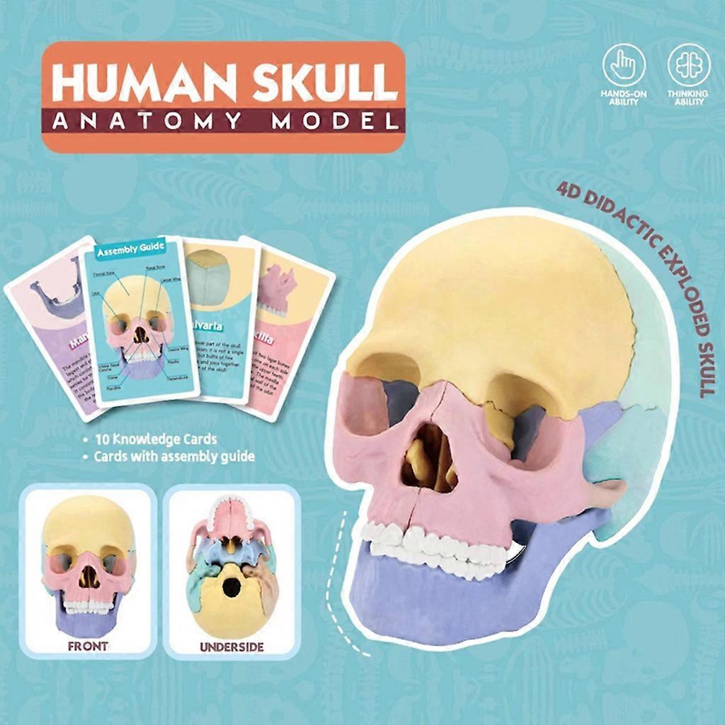 Anatomy Skull Model Human Anatomical Skull Human Skull Model For ...