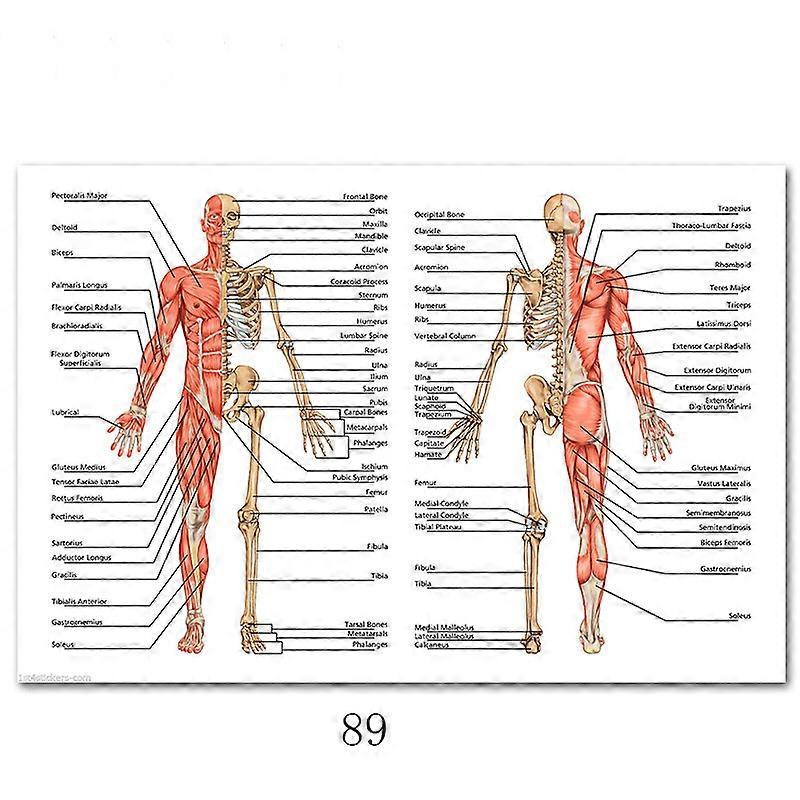 Muscular System Posters Silk Cloth Anatomy Chart Human Body School ...