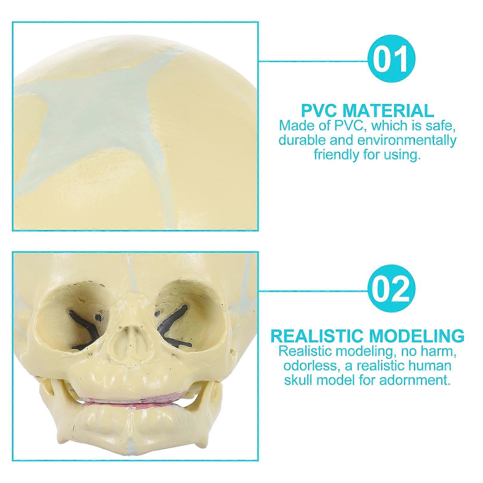 Human Body Model Kids Anatomical Skeleton Model Desktop Skull Model ...