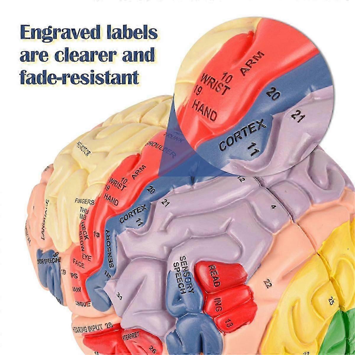 Human Brain Model for Neuroscience, Brain Anatomy Model, Brain Model ...
