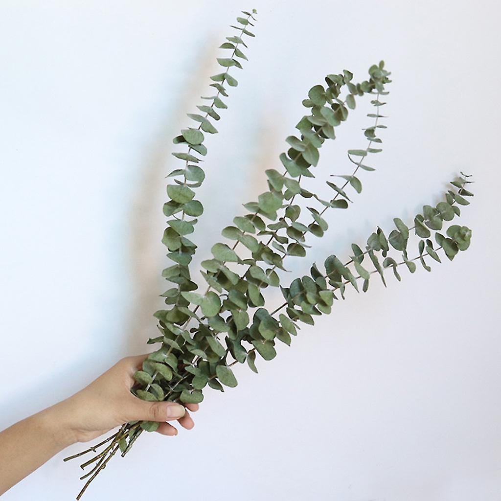 10 Branch Eucalyptus Leaves Dried Flower Dried Eucalyptus Leaves Real Plant Diy Flower Bouquet ...