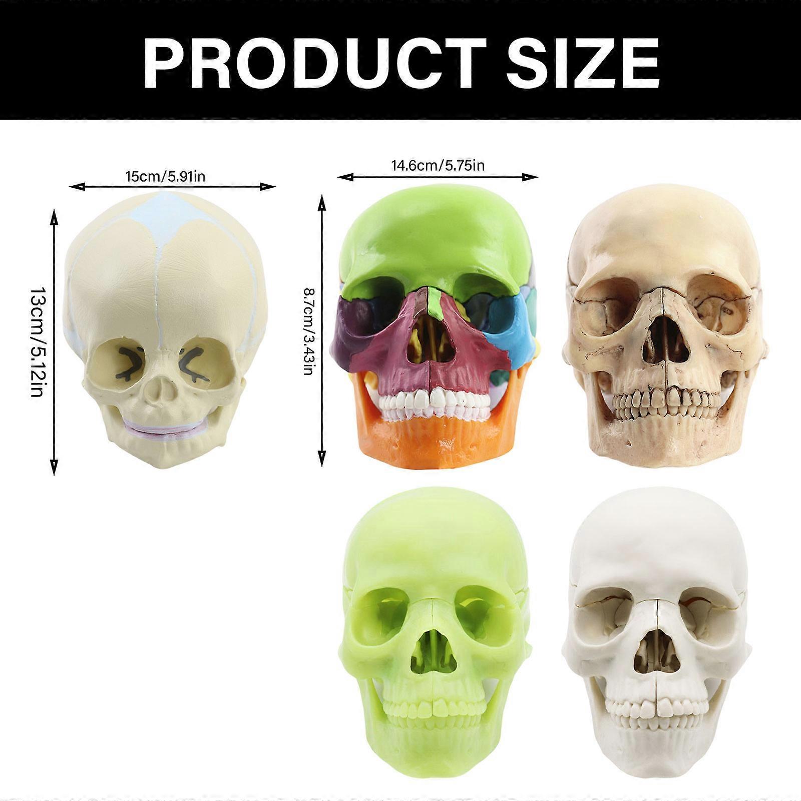 Exploded Skull Model Medicals Skull Model Anatomy Skull Model For ...