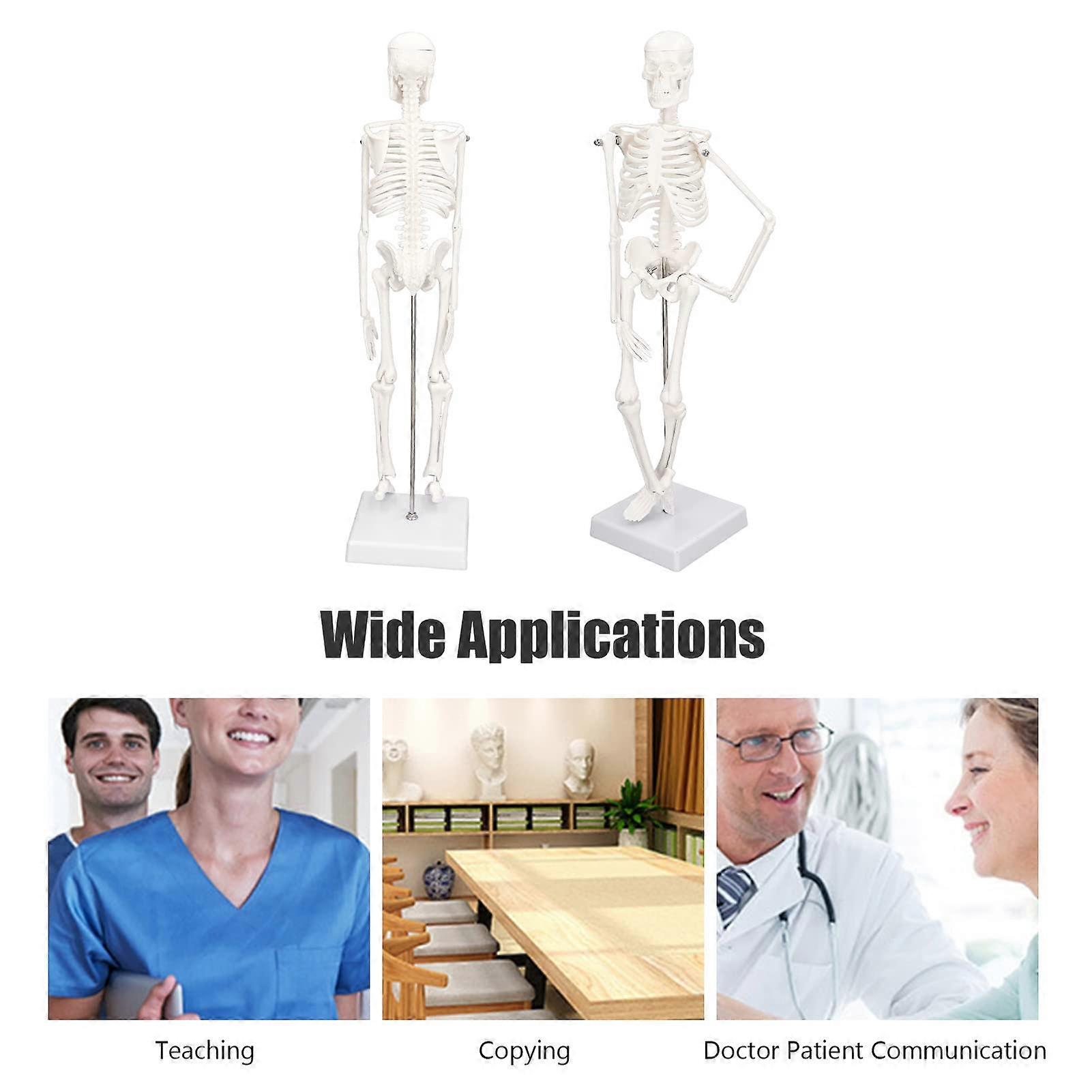 Mini Human Skeleton Model with Metal Stand, 45cm/17.7inch Human Skeleton Model for Anatomy ...