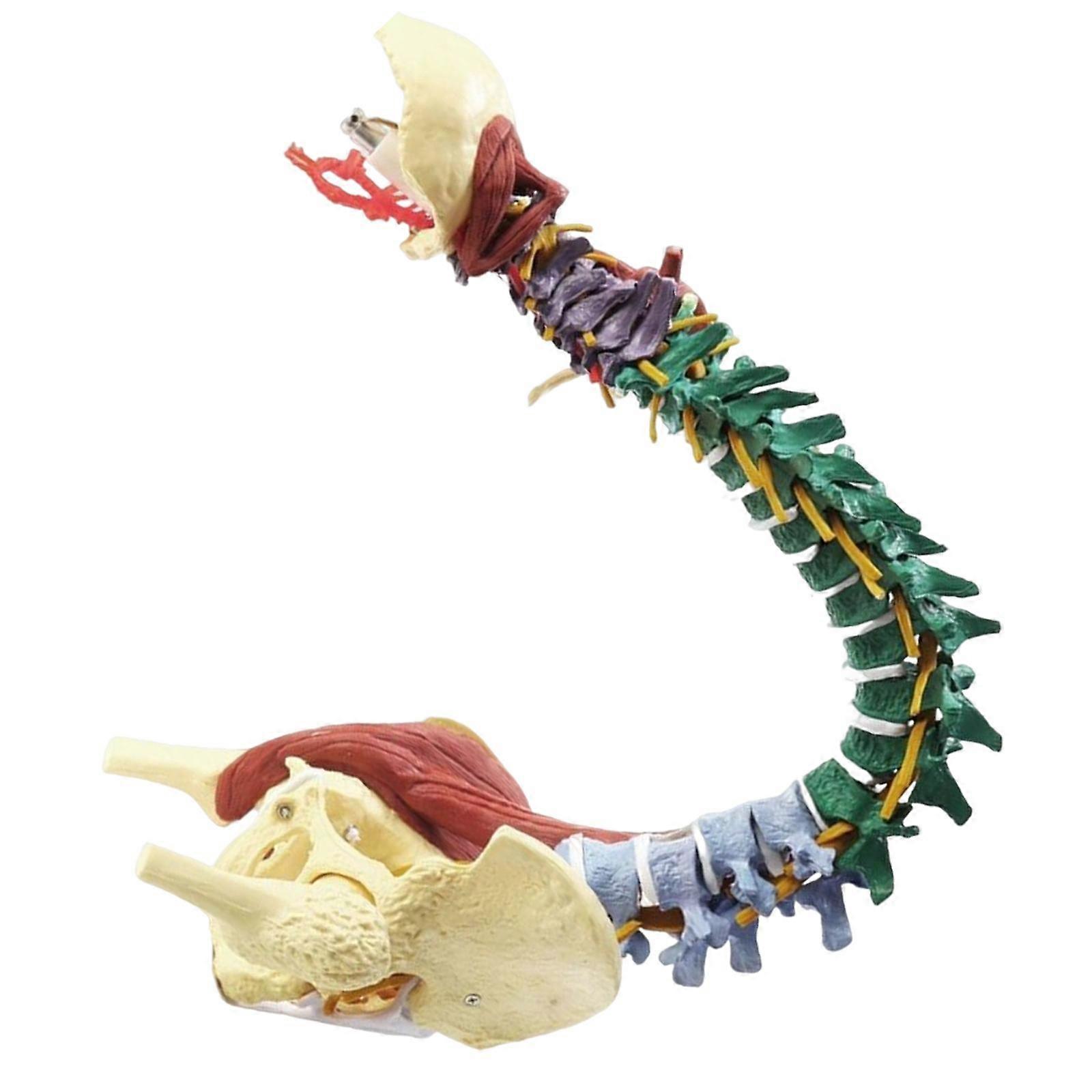 Human Spine Anatomy Model Spinal Cord for Education Display Laboratory ...