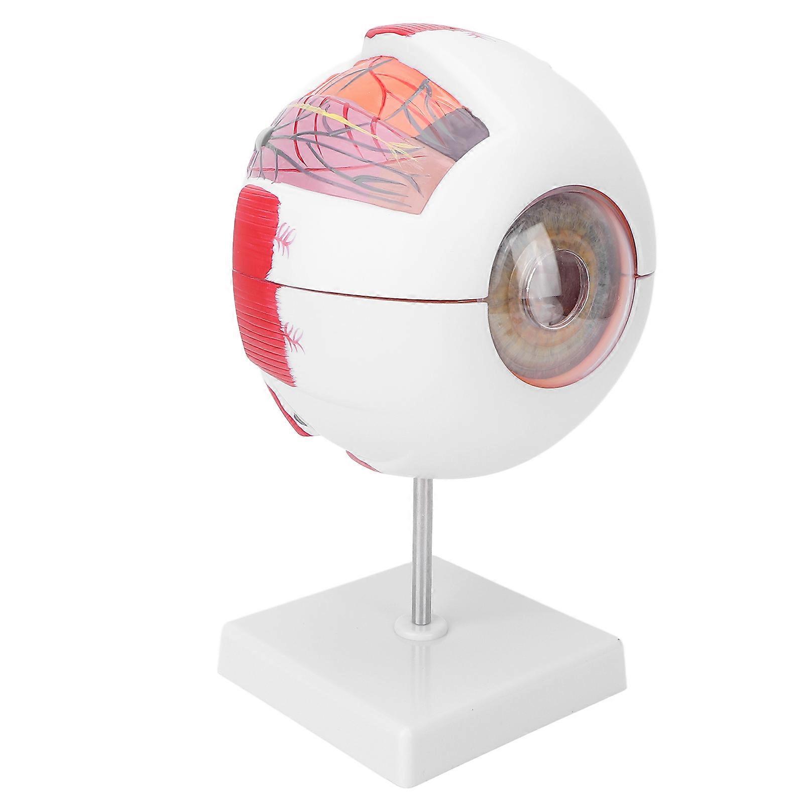 Human Eyeball Model 6 Times Enlarged 7 Parts Eye Anatomy Model for ...