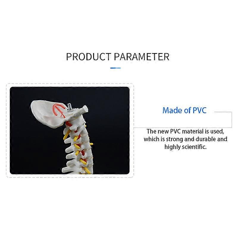 45CM Human Spine with Pelvic Model Human Anatomical Anatomy Spine Model ...