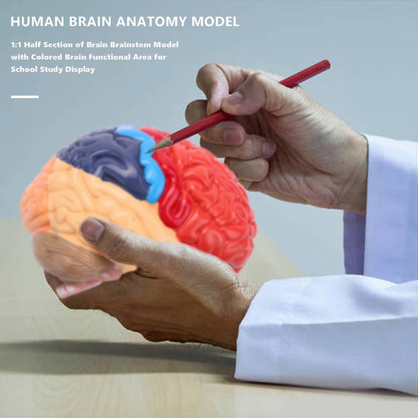 Cerebral Anatomical Model Anatomy 1:1 Half Brain Brainstem Teaching Lab ...