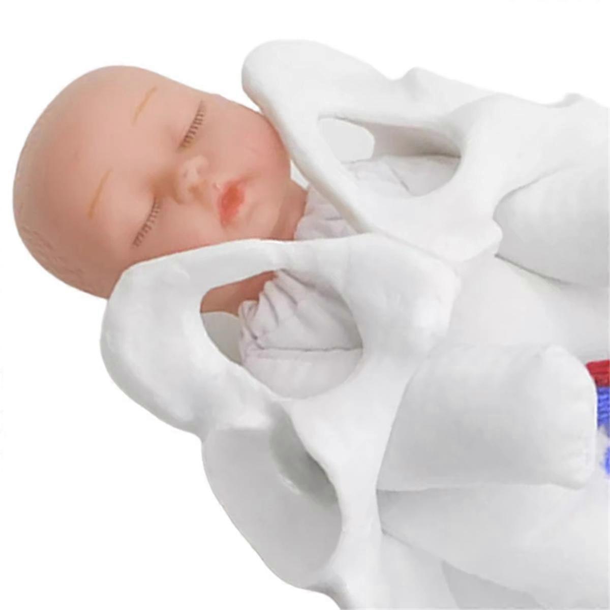 Female Pelvis Model Childbirth Model for Science Education | Fruugo UK