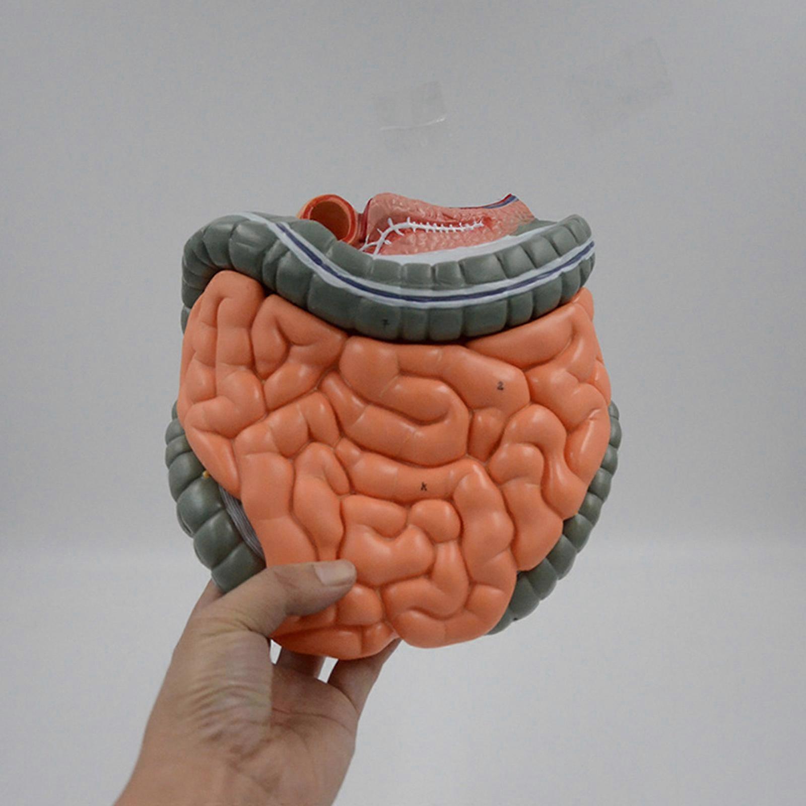 Anatomical Digestive System Model, Human Large Intestine Cecum Anatomy ...