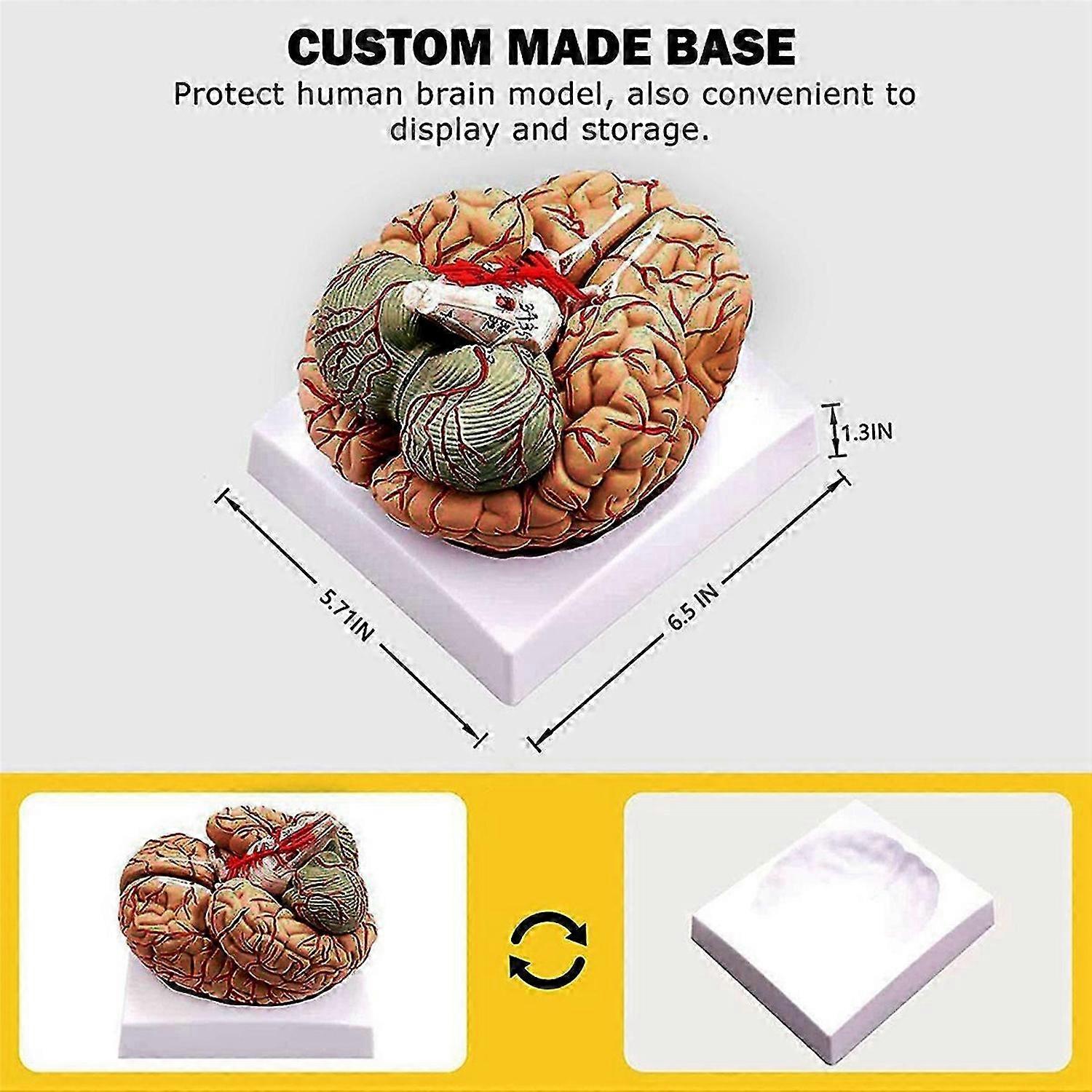 Human Brain Model,Life Size Human Brain Anatomy Model with Display Base ...