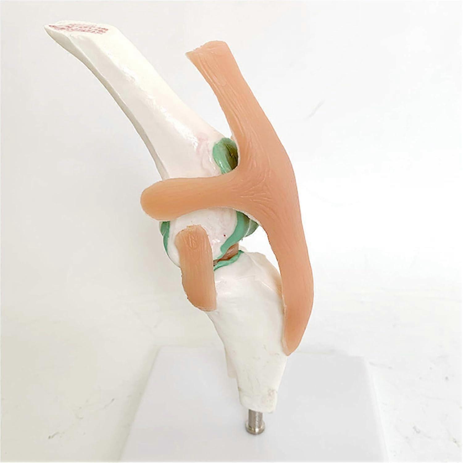 Dog Knee Joint Model For Veterinary Teaching, Canine Joint Anatomy With Ligaments, Durable ...