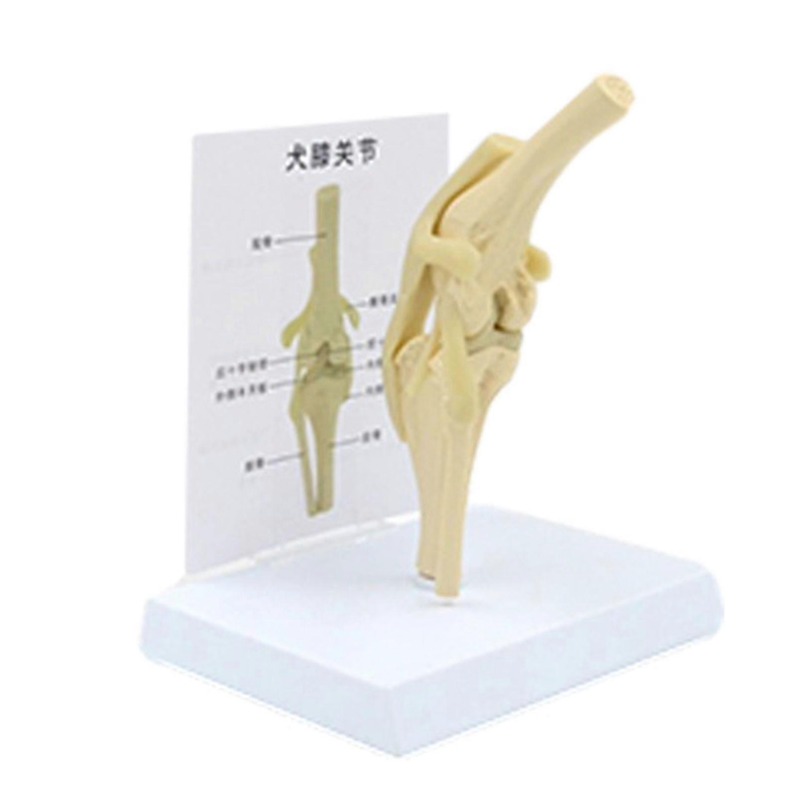 Dog Knee Joint Model Shows Ligaments Tibia Life Size Animal Knee Joint ...