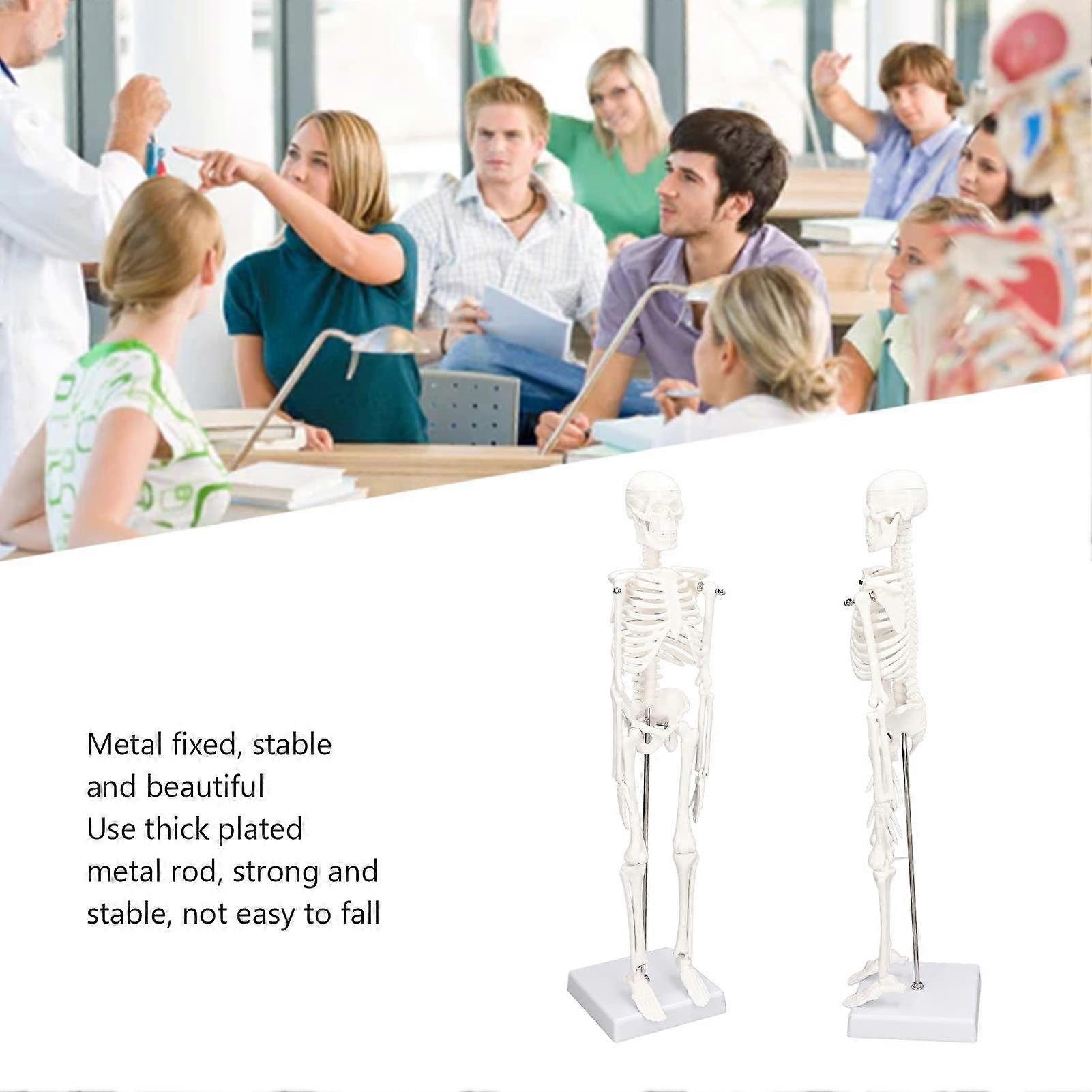 Mini Human Skeleton Model with Metal Stand, 45cm/17.7inch Human Skeleton Model for Anatomy ...