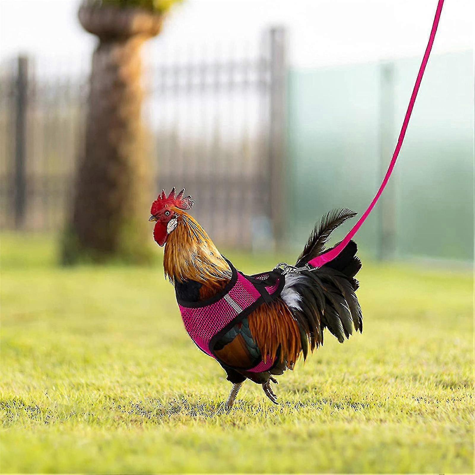 1 Set Chicken Harness With Leash Breathable Adjustable Chicken Duck ...