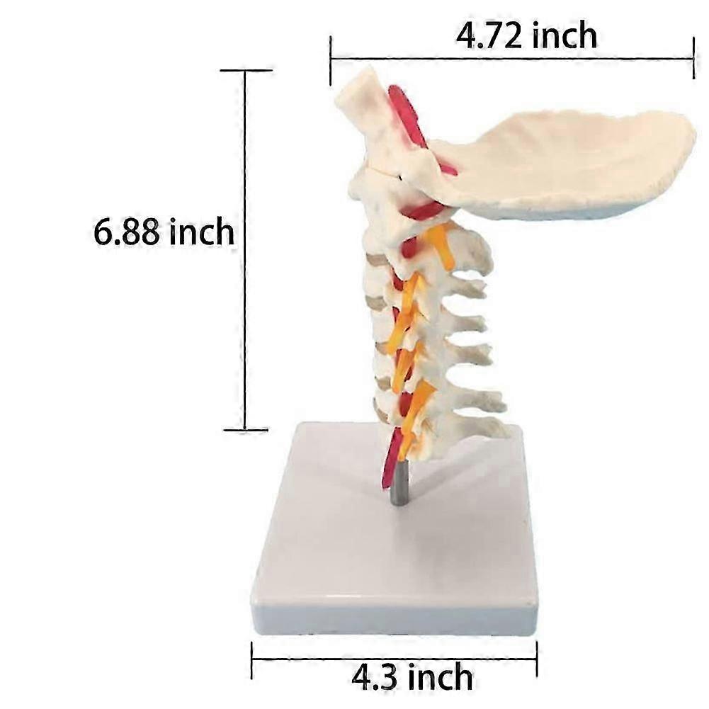 Cervical Spine Model with Nerves, Life Size Cervical Vertebral Spine ...
