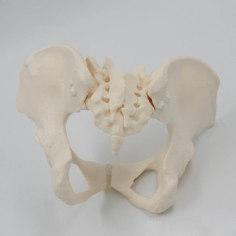1:1 Movable pelvis model sacrum hip bone female pelvic bone can bend ...