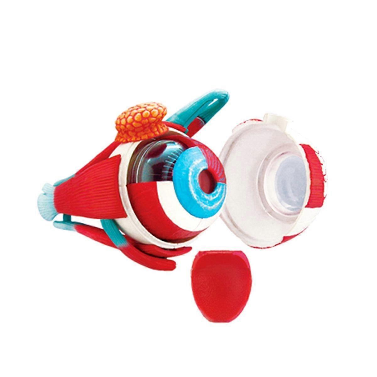 Medical-Torso Human Body Model Removable Parts Education Organs Model ...