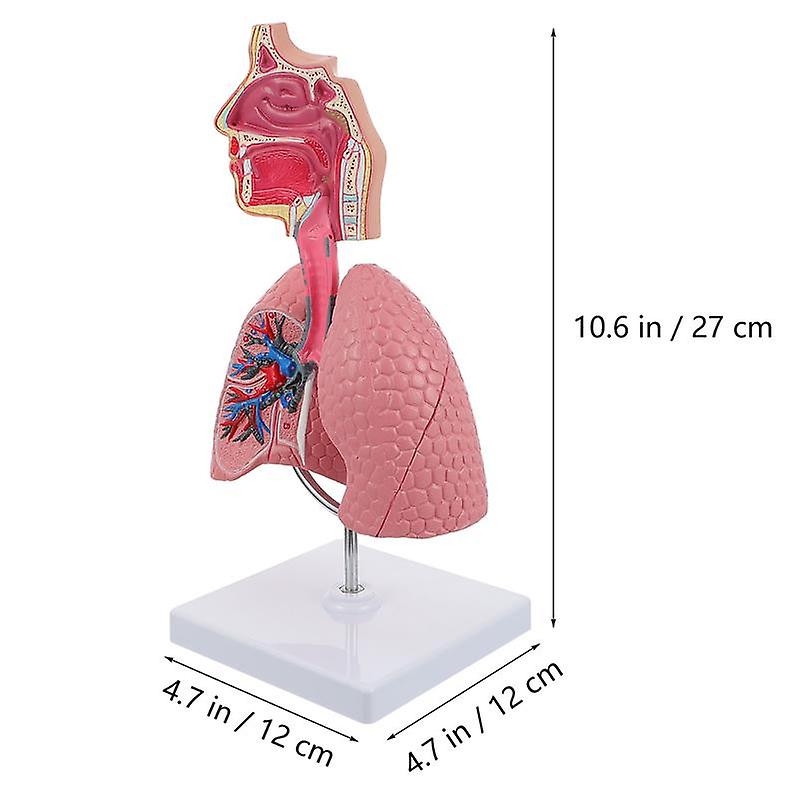 Lung respiratory anatomy model teaching system human display model ...