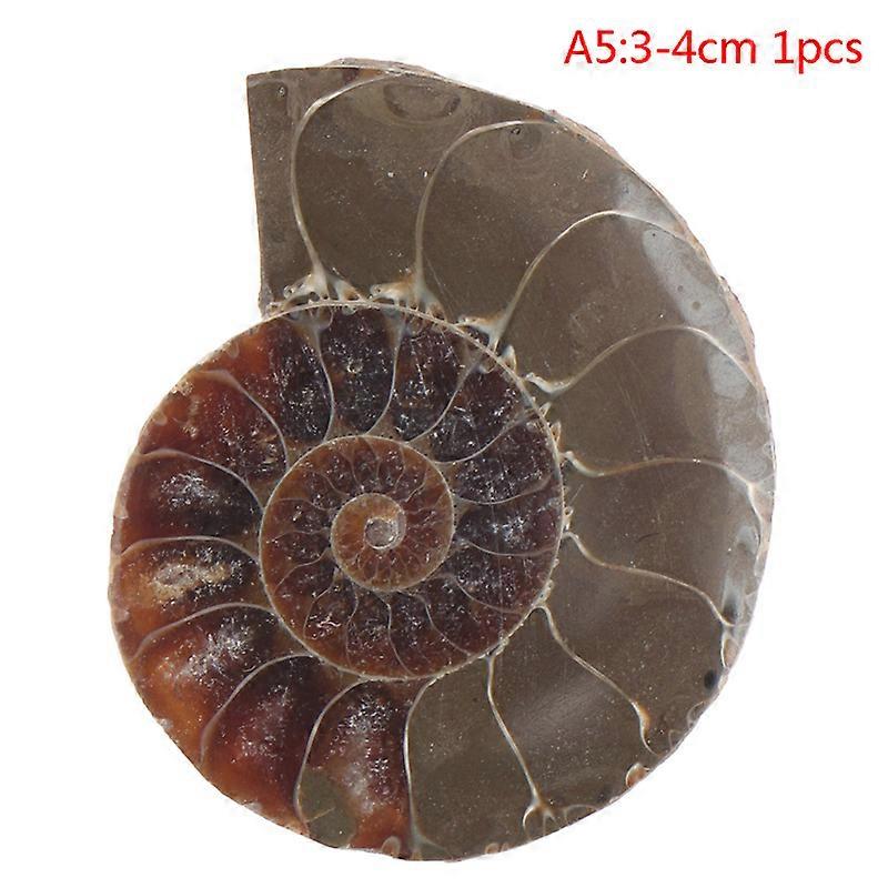 Half Cut Conch Fossils Ammonite Shell Art Collect DIY Stone Crafts Home ...