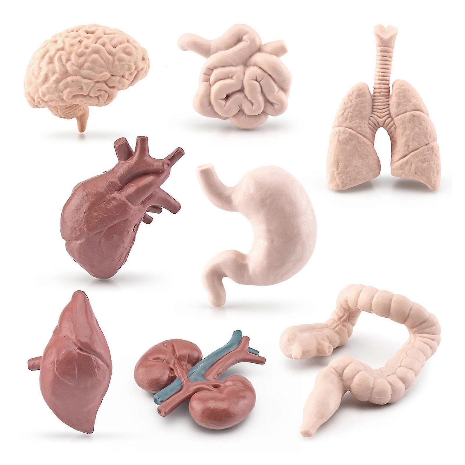 Human Body Model Static Anatomy Organs 3D Human Body Organ Models Toy ...