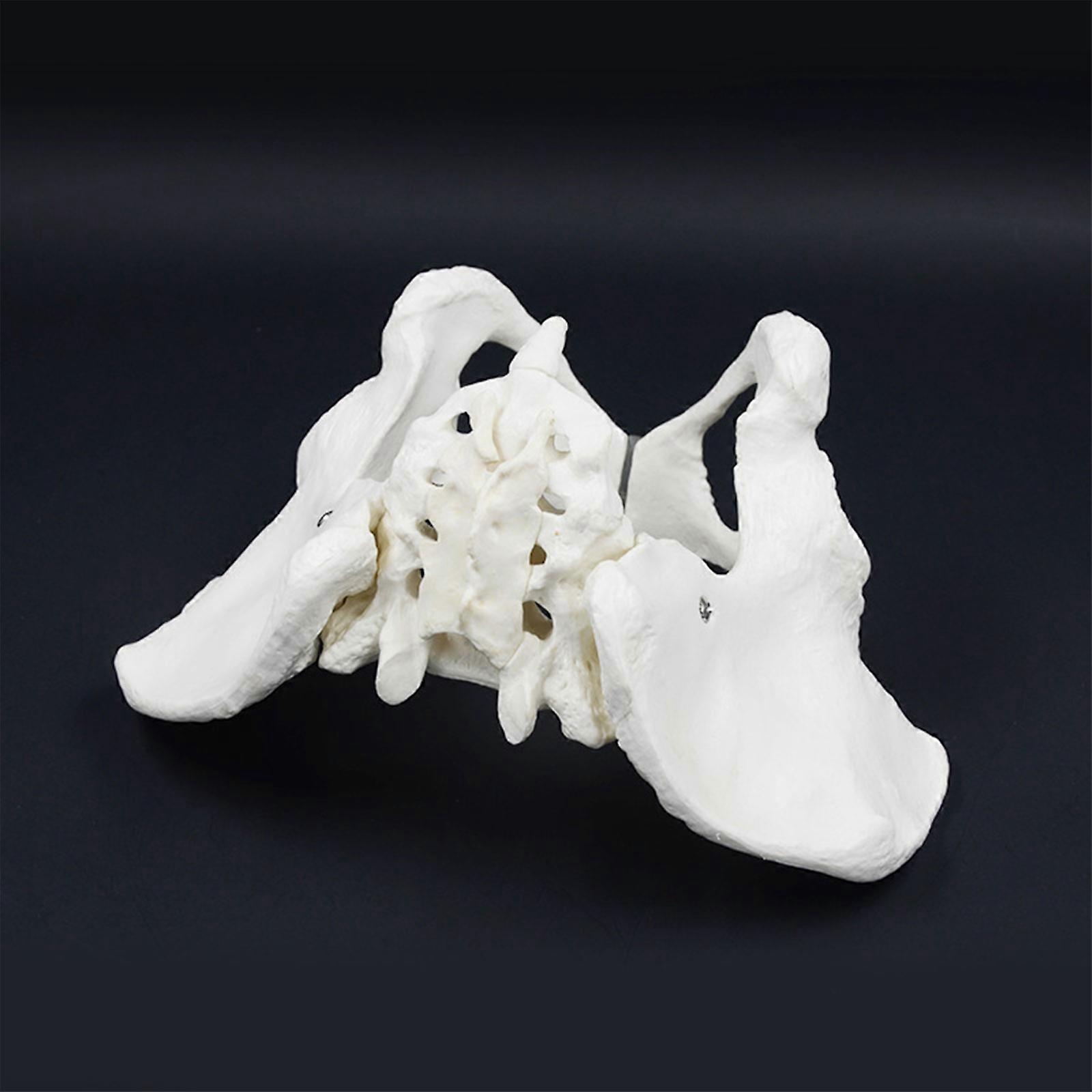 Anatomical Female Pelvis Model Life Size for Obstetric and Gynaecology ...
