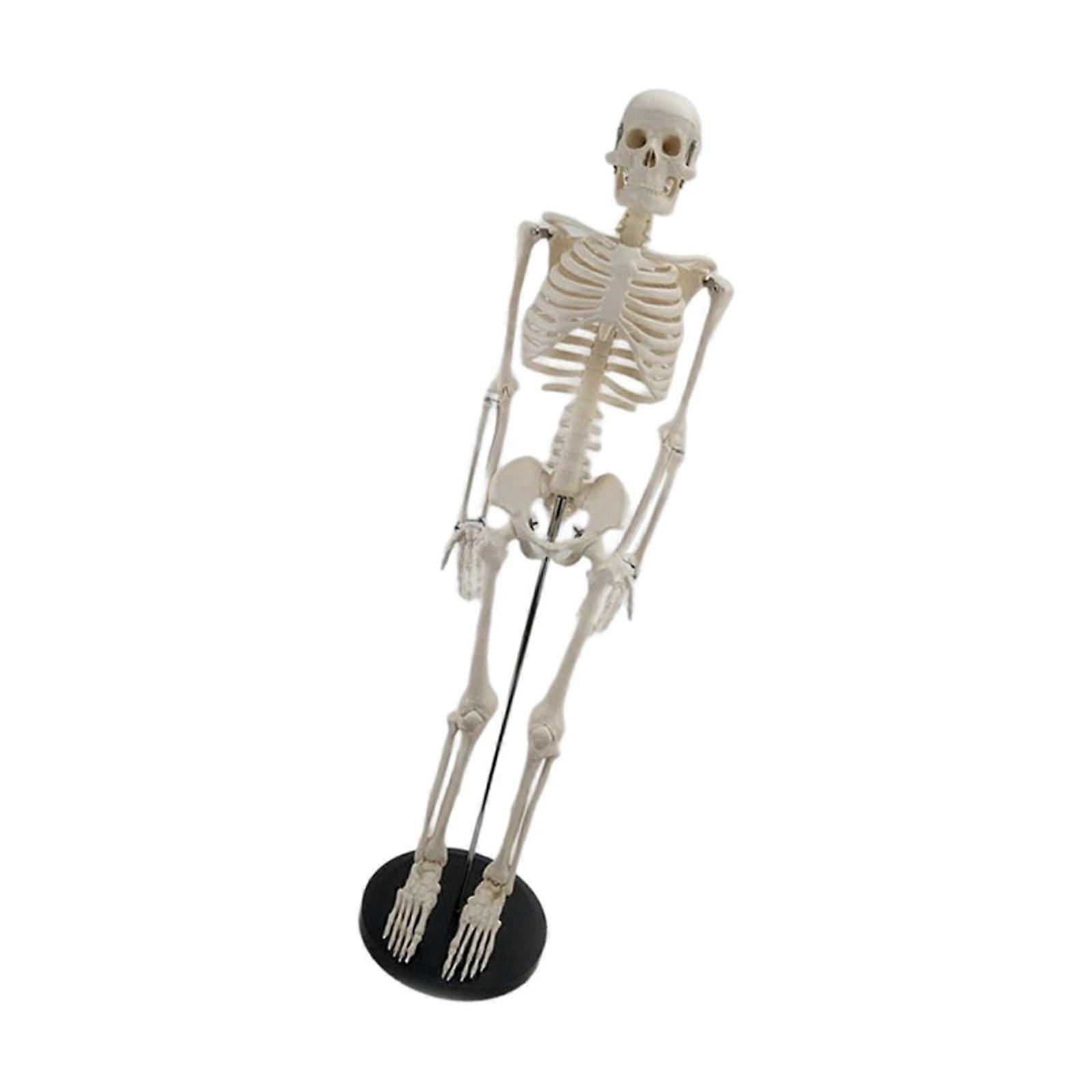 Skeleton Model 33.5 inch Anatomy Spine Model for Anatomy Skeleton Black ...