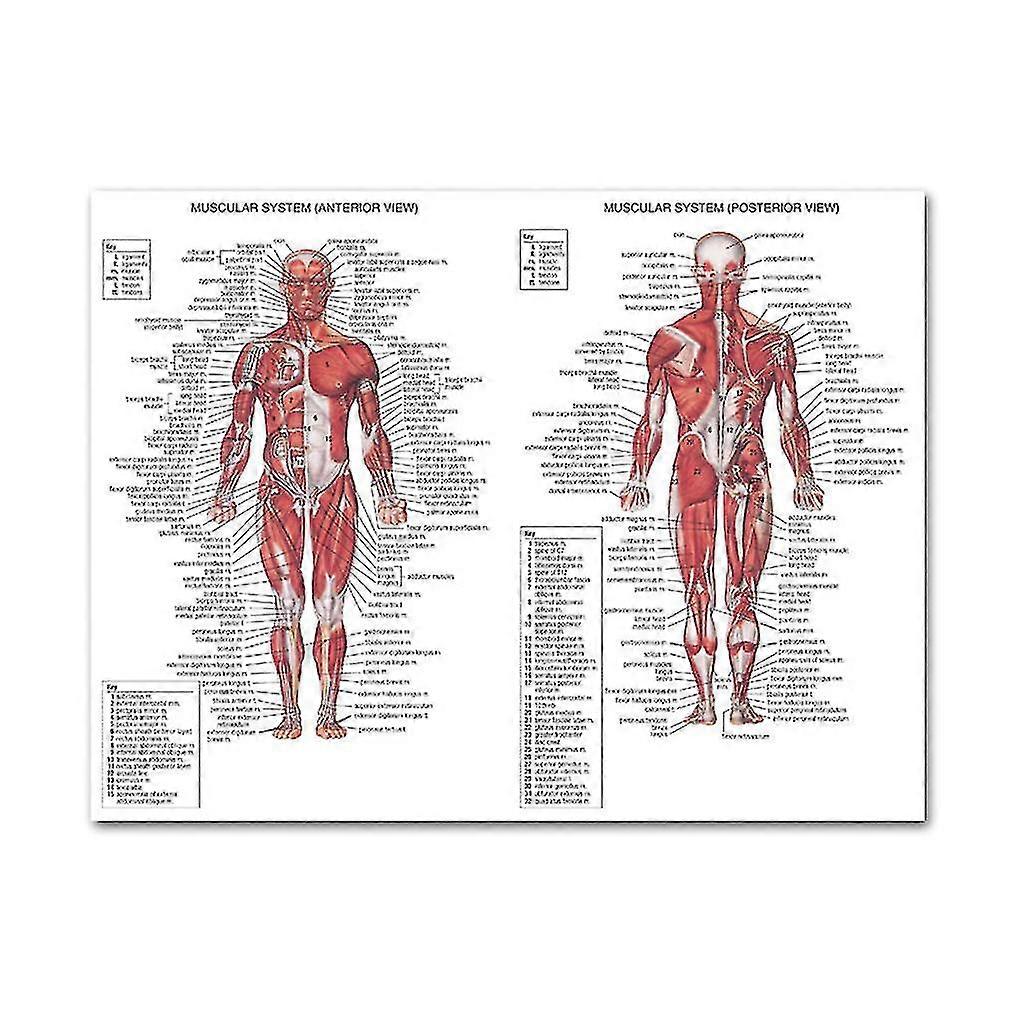 Anatomical Poster Set - Laminated - Muscular, Skeletal, Digestive ...