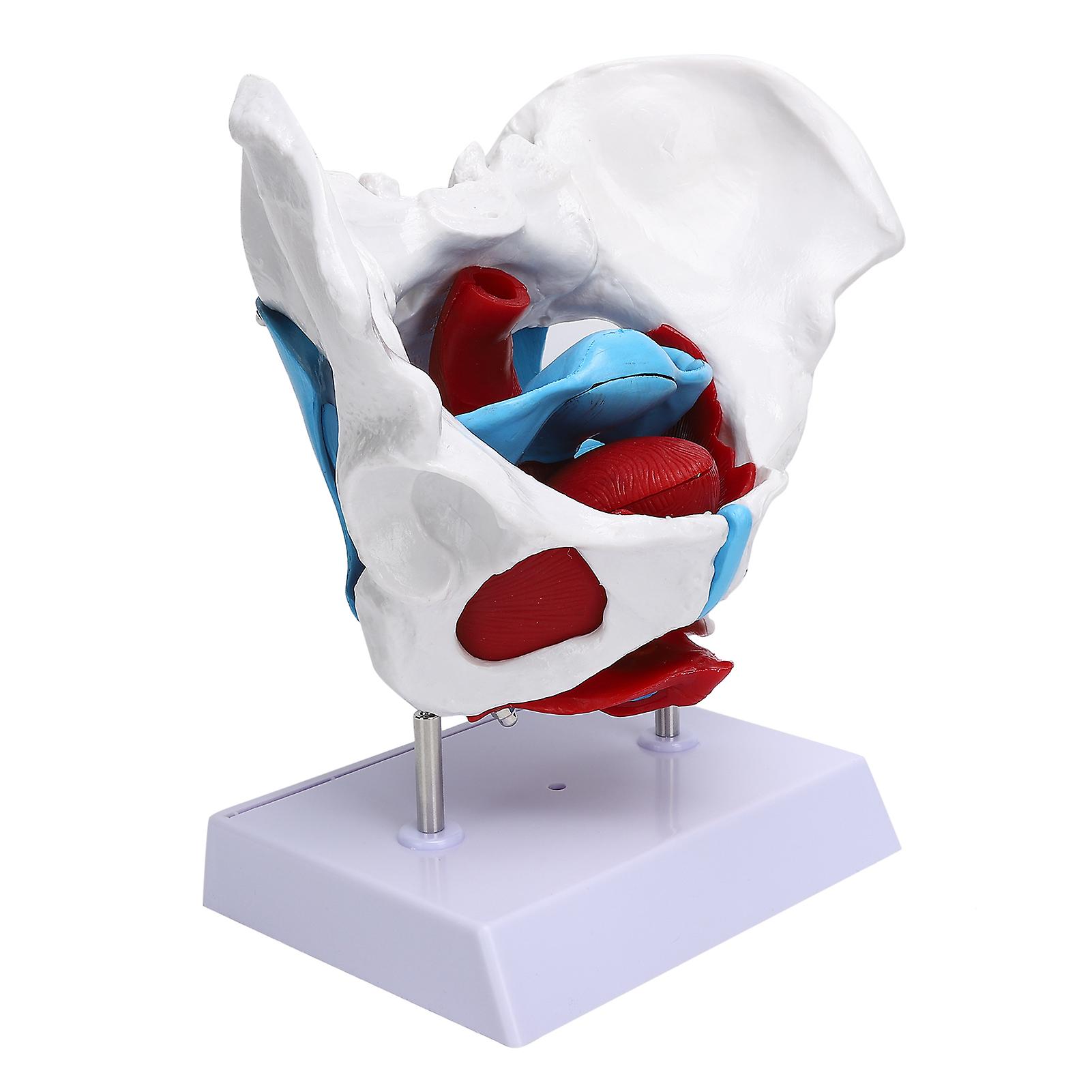 Professional Female Pelvis Hospital Pelvic Floor Muscle Model for ...