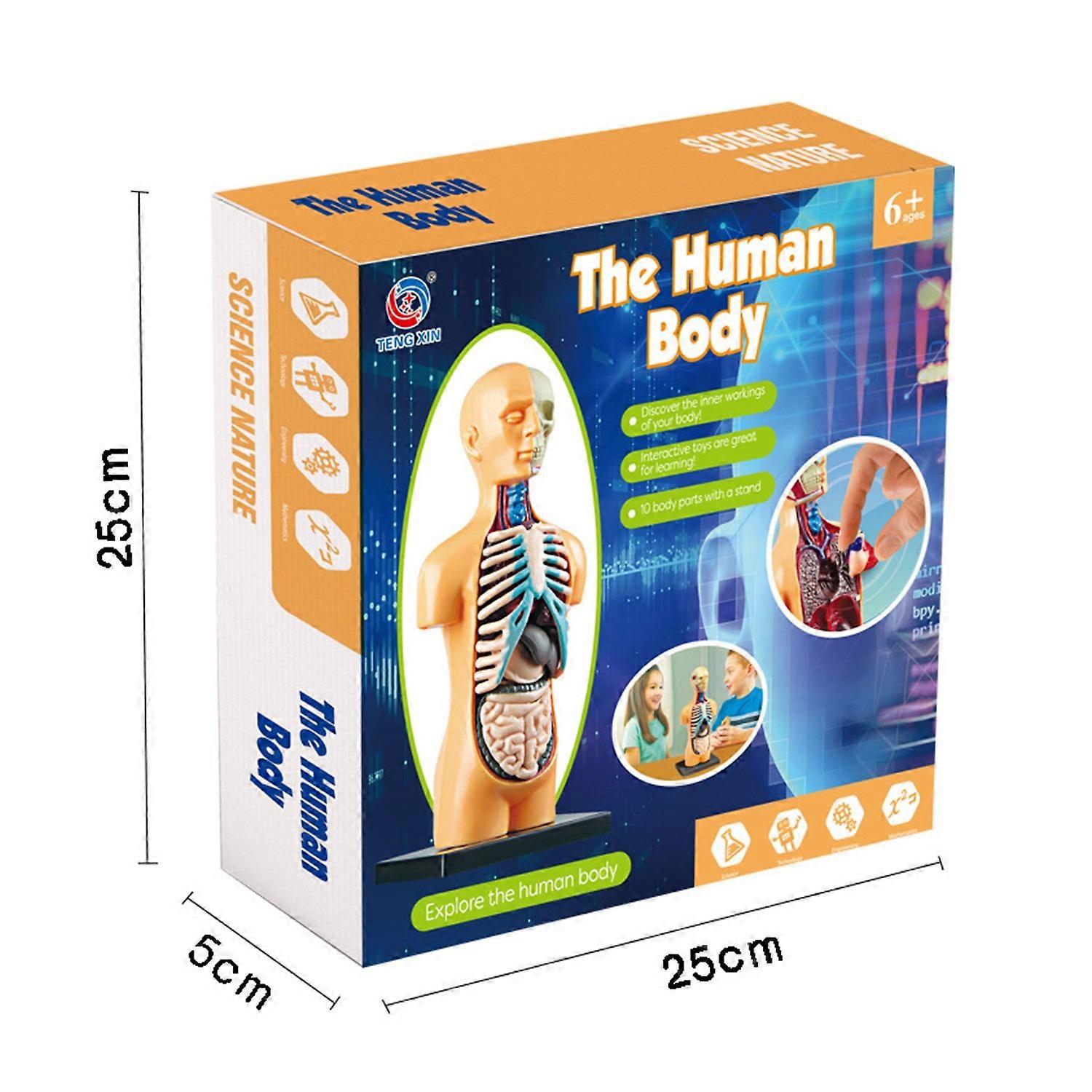 Human Body Model Organs Simple Assembly Learning Tool Kit Anatomy Model ...