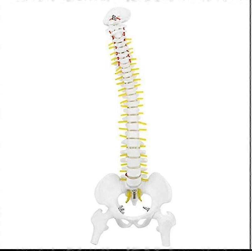 Biological Model 45cm Anatomical Flexible Human Spine Vertebral Lumbar ...