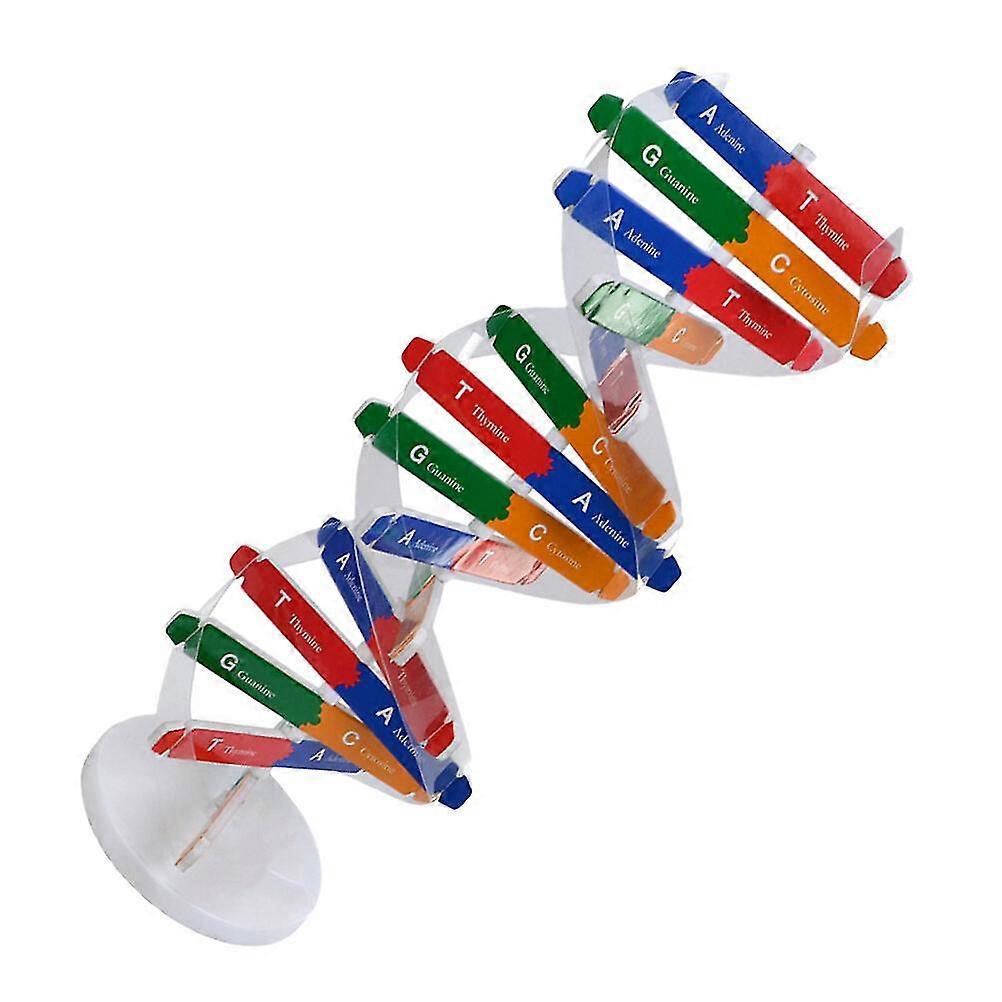 Toys Children Model Dna Molecule Dna Molecular Model Classroom Teaching ...