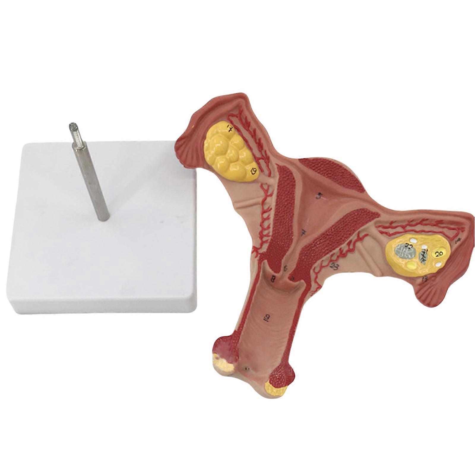 Anatomical Female Internal Reproductive Organ Ovary Model Realistic ...