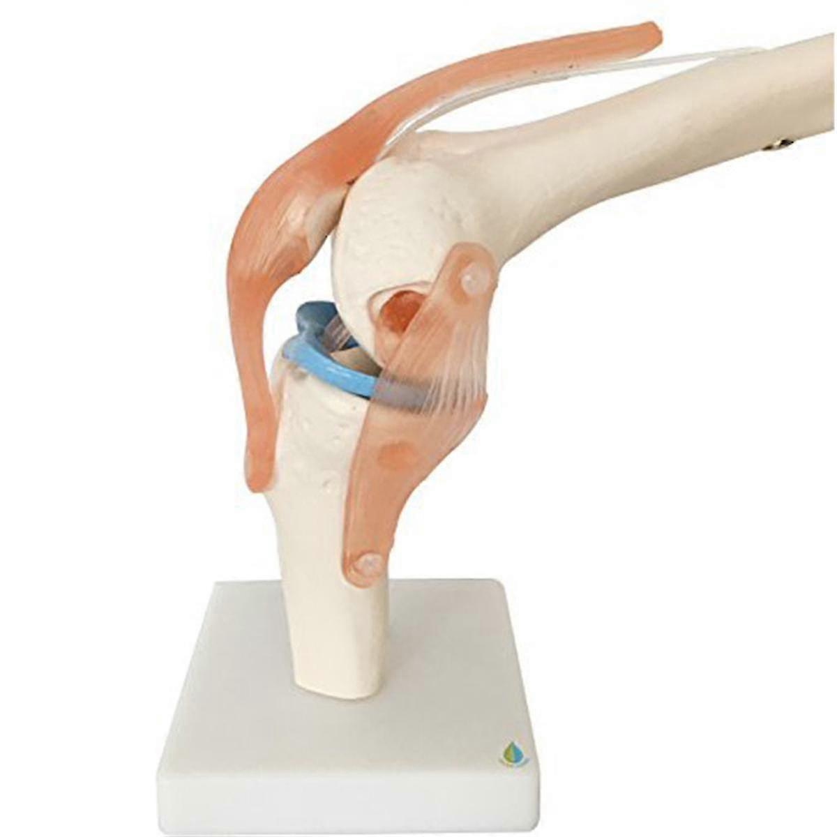 Anatomical Knee Joint with Ligaments Model, Life Size | Fruugo UK