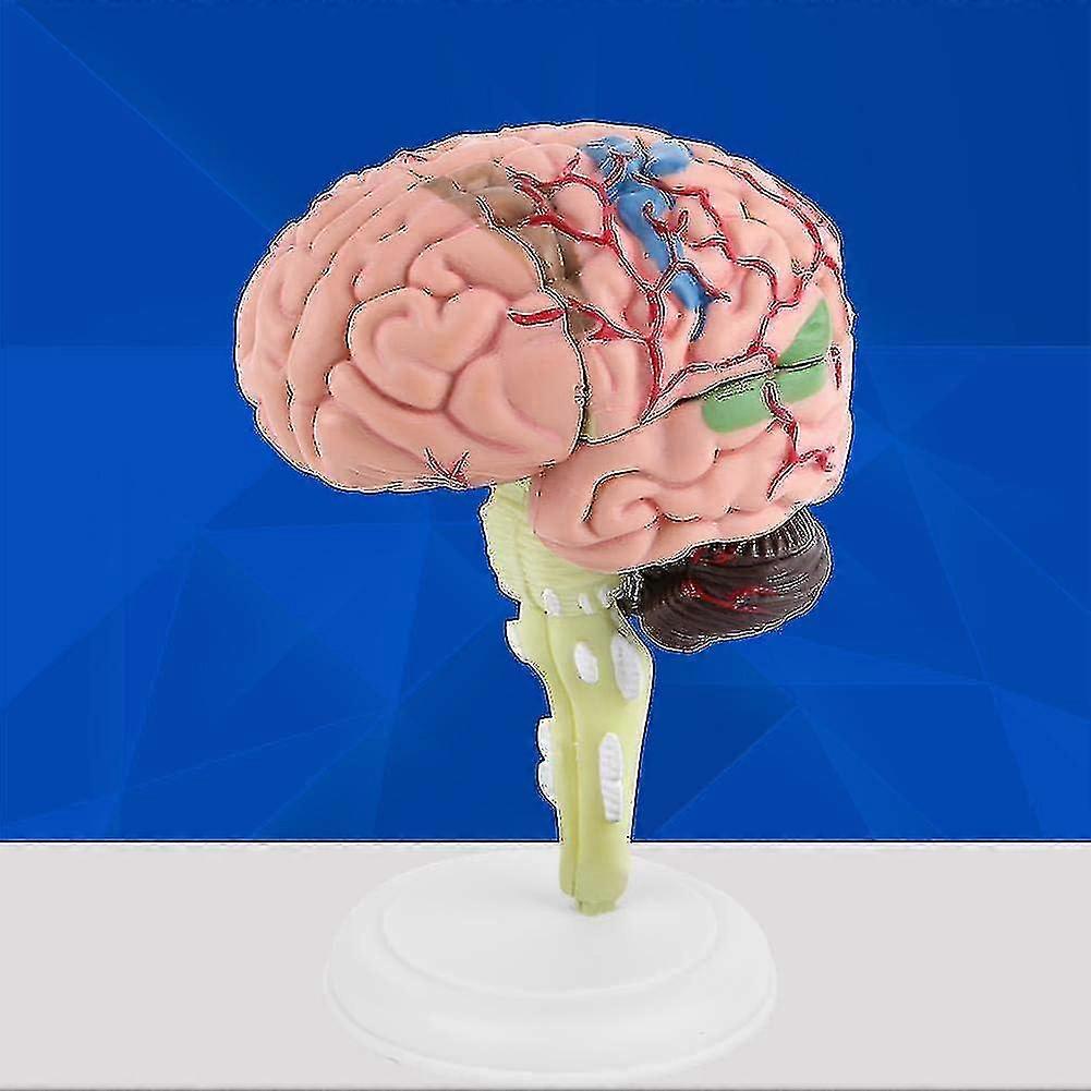 Health Gear Human Brain Model, Medical Anatomical Brain Model With ...