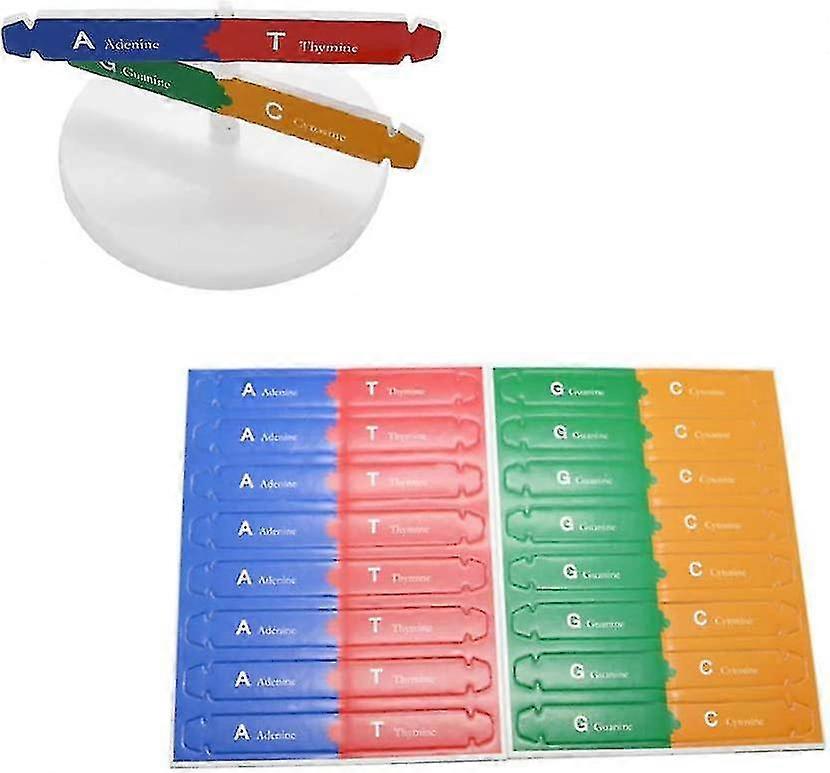 2pcs Kids Dna Model Kit Double Helix Genes Dna Models Biological ...