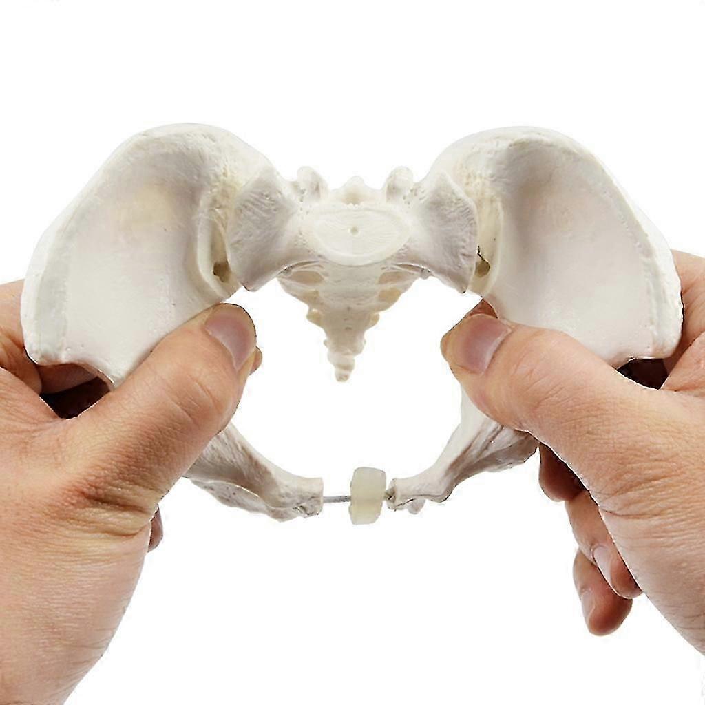 Female Pelvic Model Human Pelvic Medical Teaching Model for Study ...