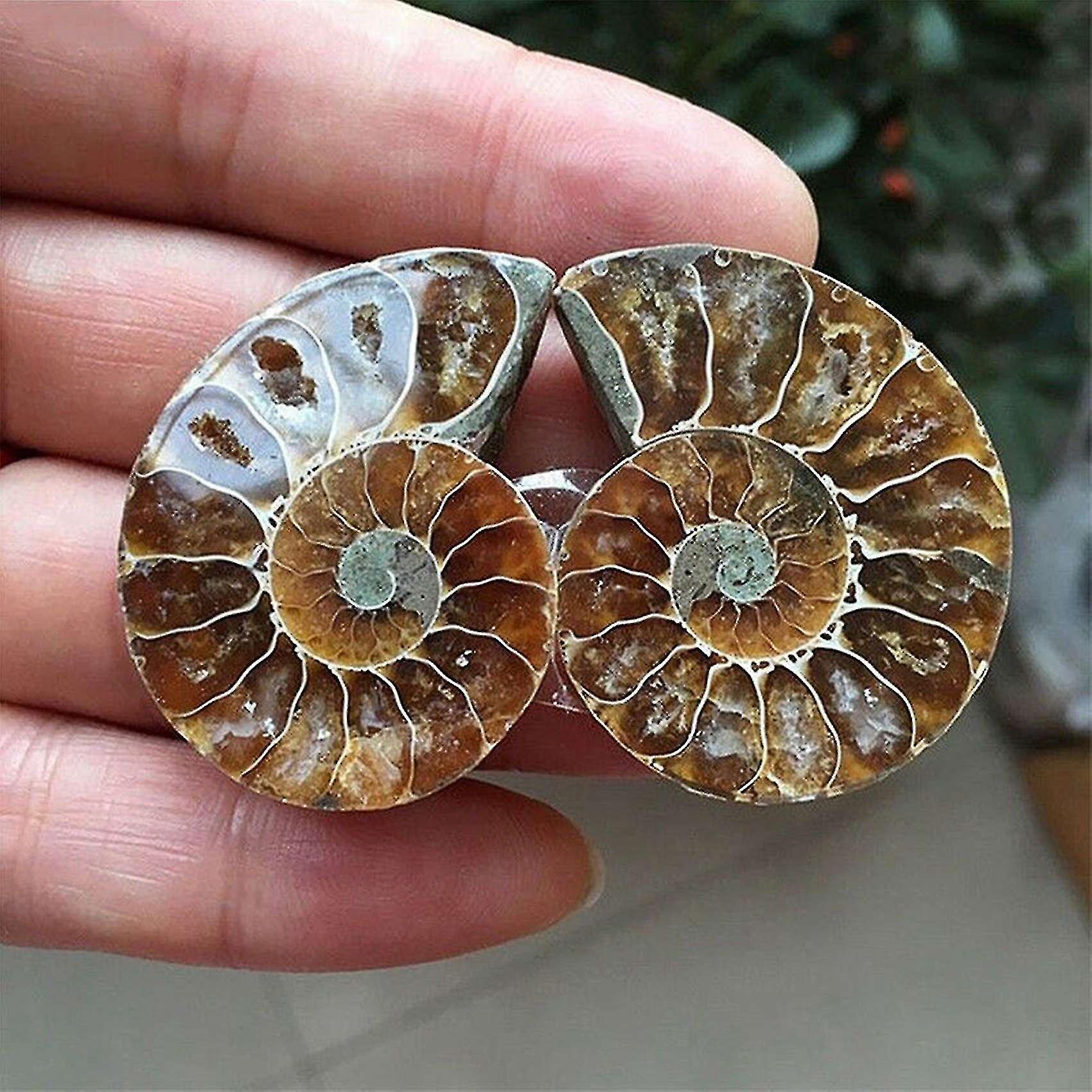 1 Pair Ammonite Shell Jurassic Fossil Specimen Madagascar 3-4cm | Fruugo UK