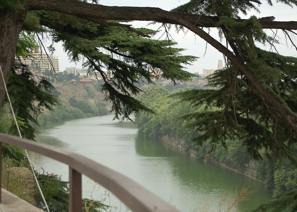 Saflax - 35 seeds - Indian Cedar - Cèdre de l'Himalaya - Cedro dell ...