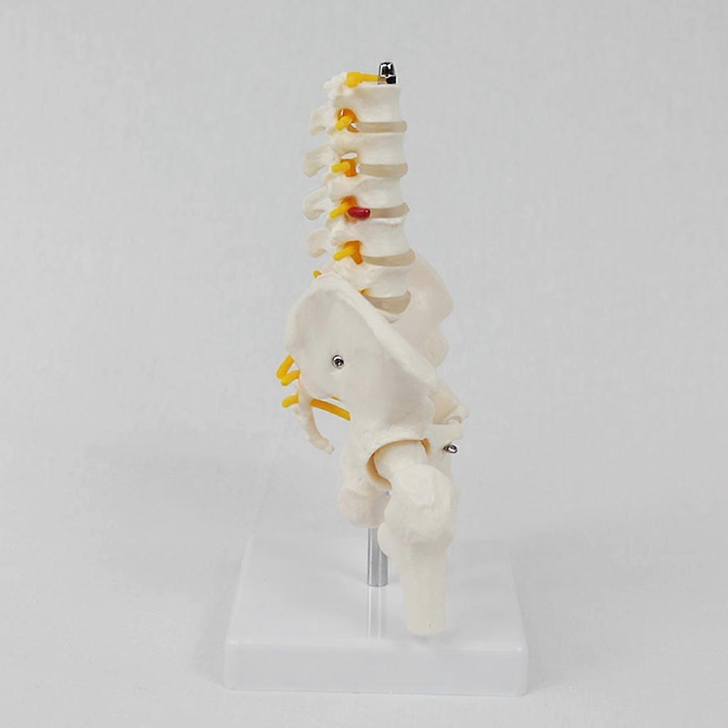 Human Cervical Vertebra Carotid Artery Flexible Spine Model Human ...