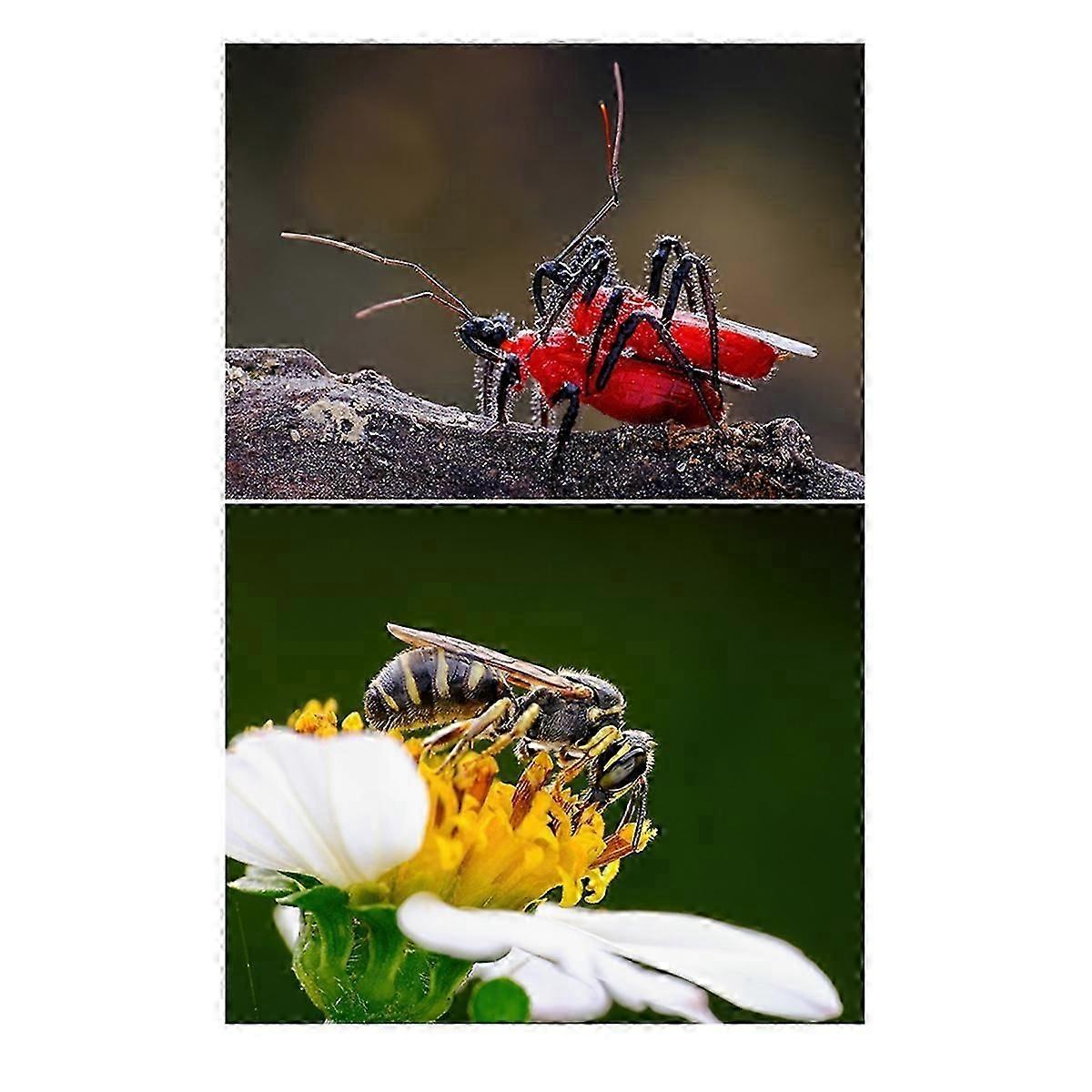 A4 Size Colorful Macro Photography Background Card Double-Side 12pcs 24 ...