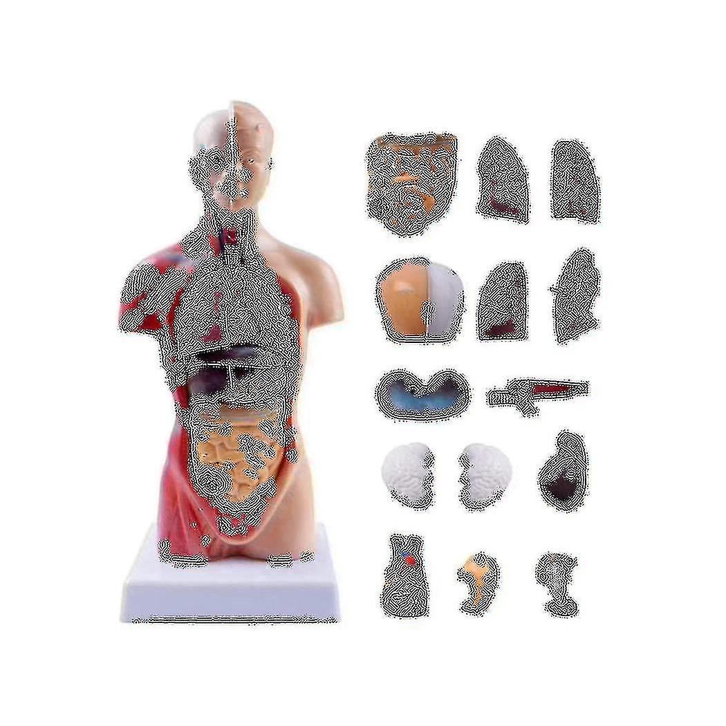 11 Inch Human Torso Body Model Anatomy Anatomical Internal Organs For ...