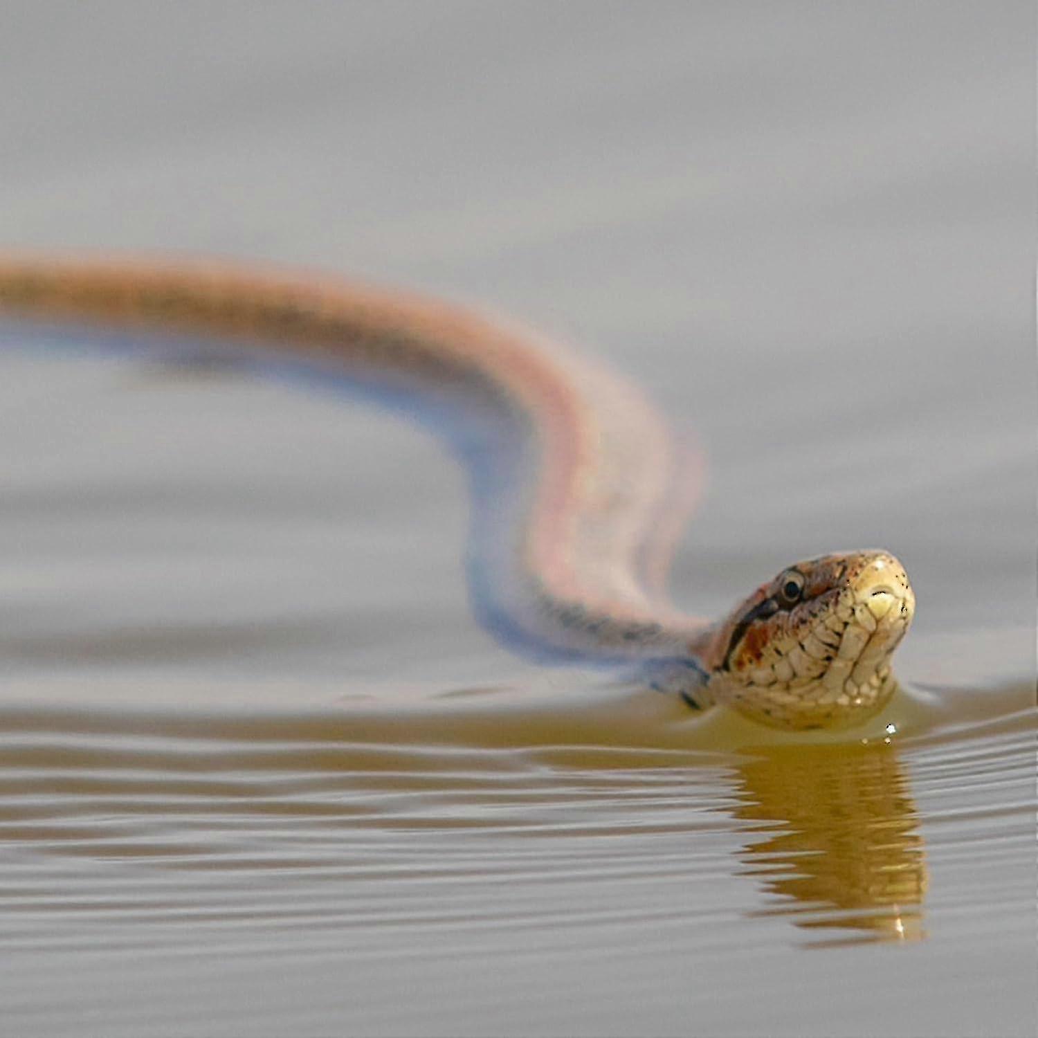 Snake Prank with String Clip - Clip on Snake Prank, Snake on a String ...