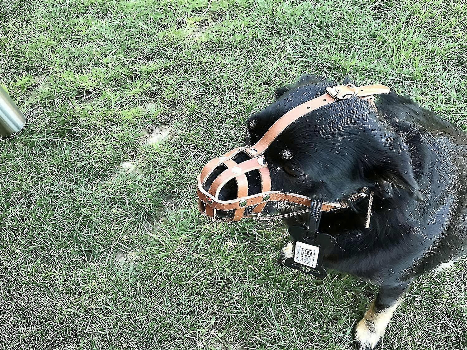 Light Leather Dog Muzzle For Chihuahua Yorkshire Terrier Mini Pitcher ...