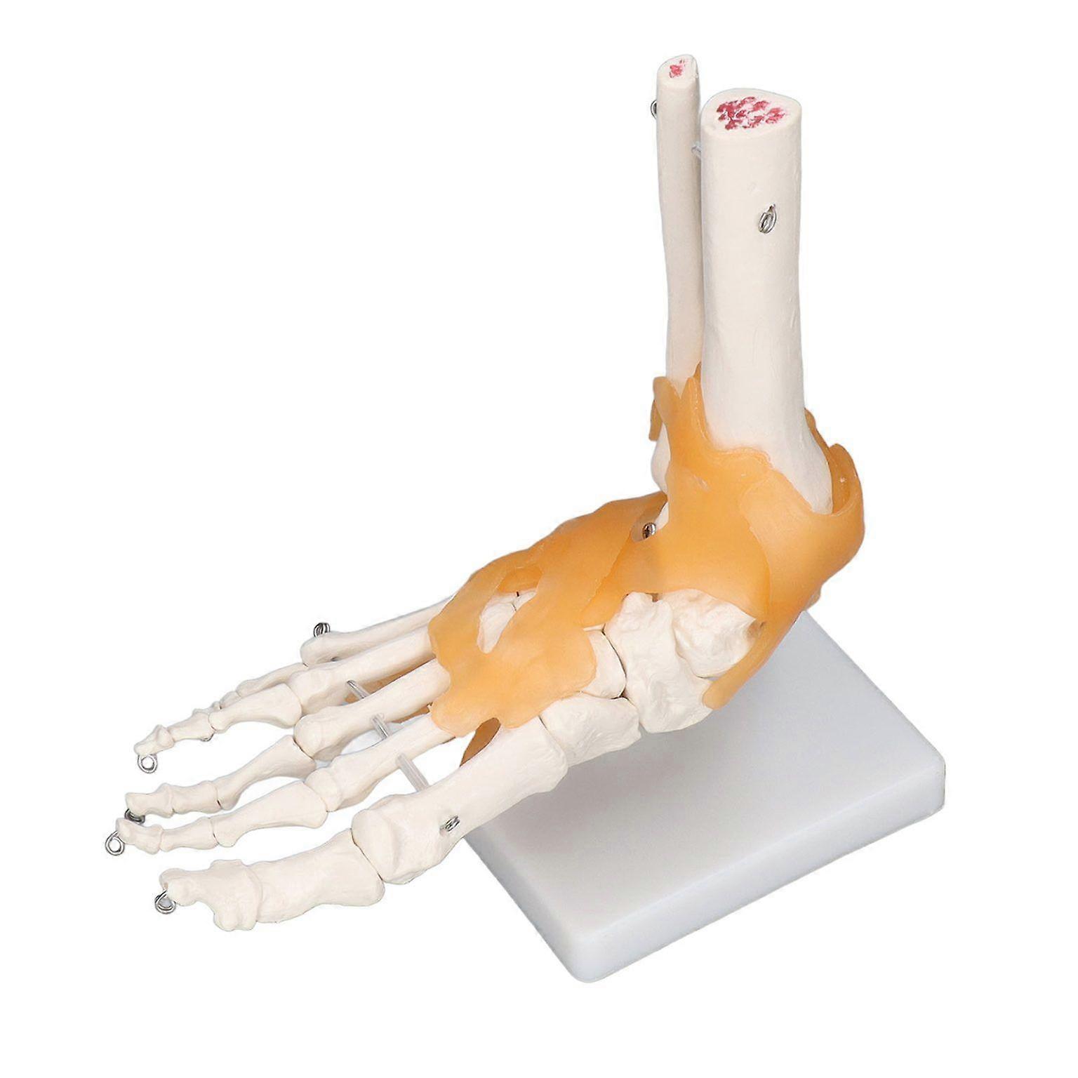 human foot model human foot ankle model anatomical foot model foot ...