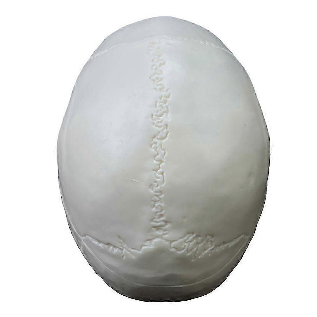 Life Size Adult Human Anatomy Head Skeleton Model Human Skull ...