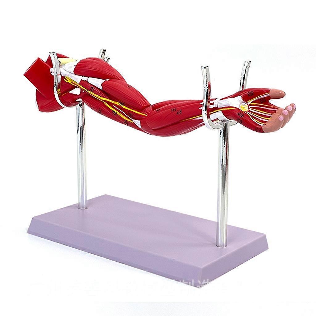Human Limb Muscular Anatomy Model Upper and Lower Limb Anatomy Model Arm Leg Muscle Anatomy ...