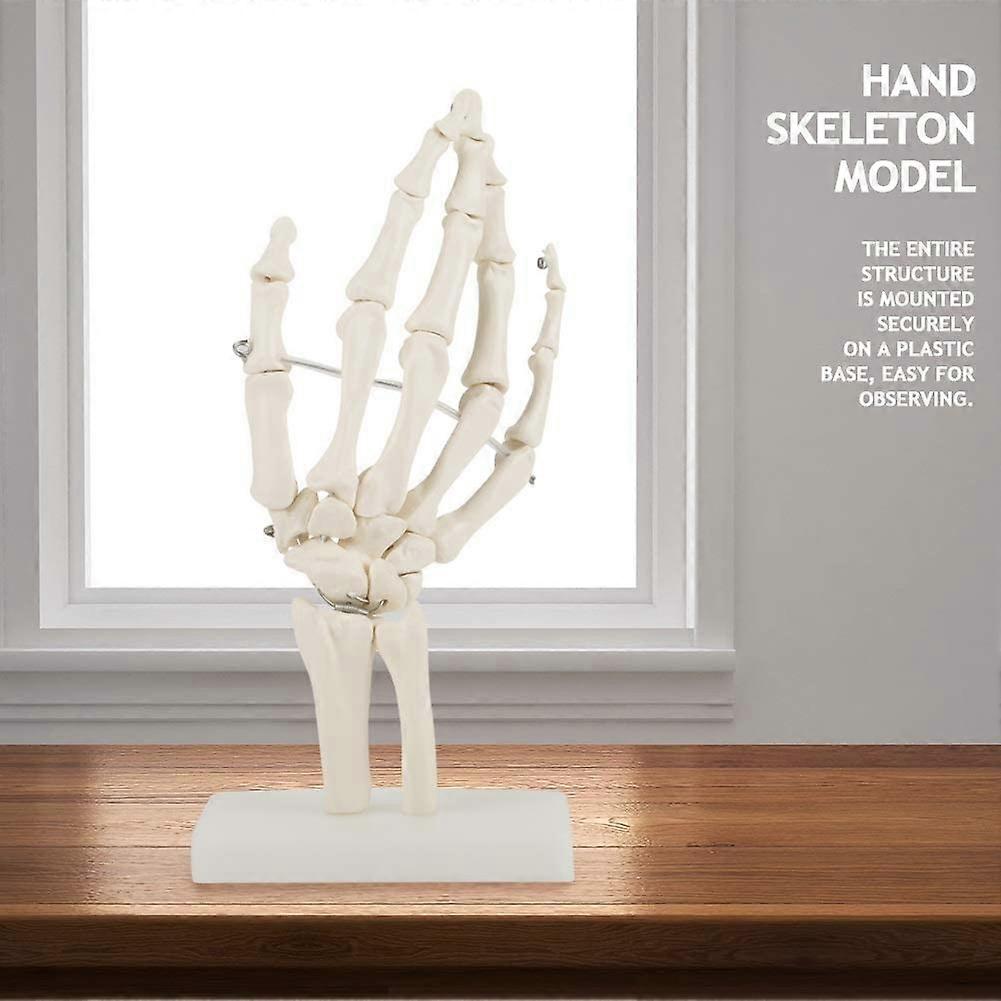 Medical Skeleton Model - Medical Anatomical Life-Size Human Hand Joint ...