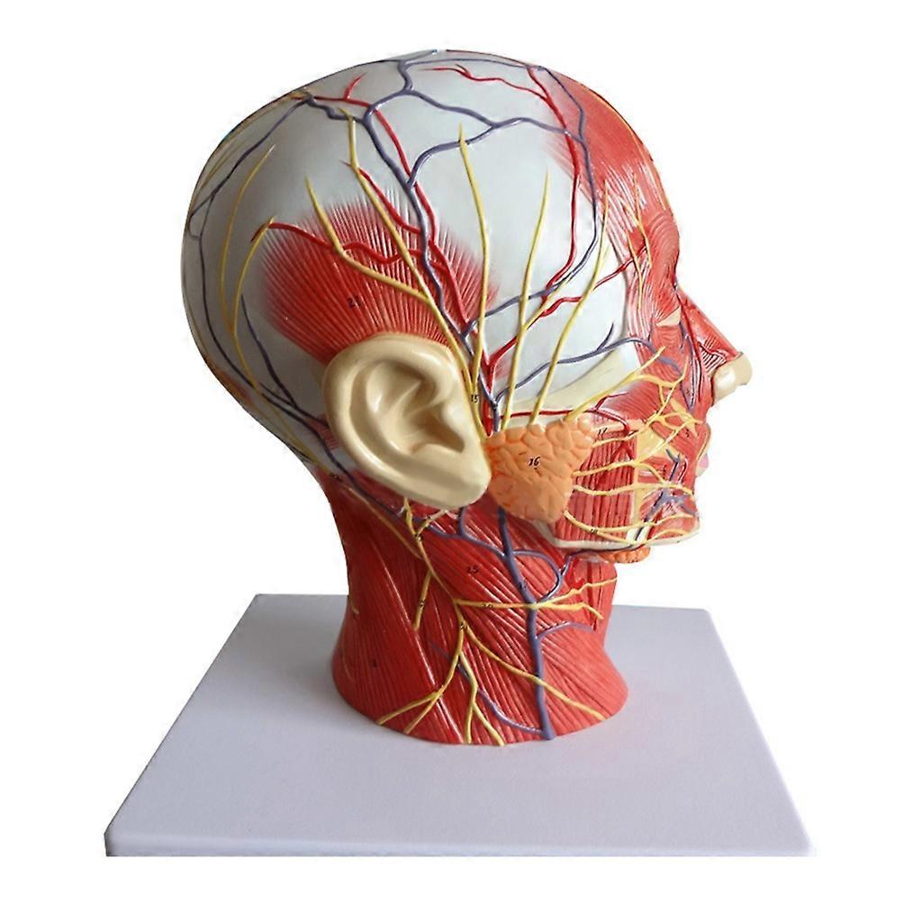 Head Anatomy Model Human Nasal Cavity Throat Anatomy Model Human ...