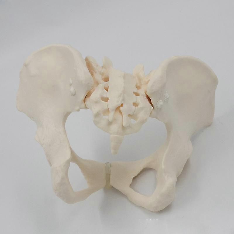 1:1 Movable Pelvis Model Sacrum Hip Bone Female Pelvic Bone Can Bend ...