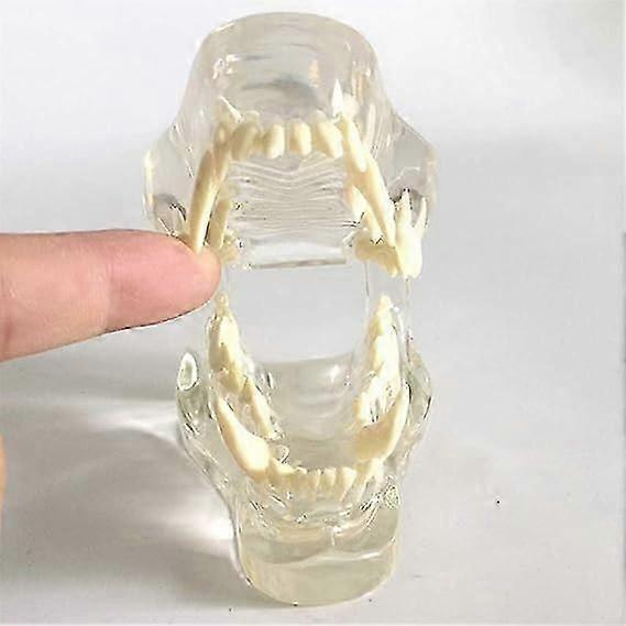 Clear Canine Dental Model, Pathology Medical Dog Teeth Jaw Oral Tooth ...